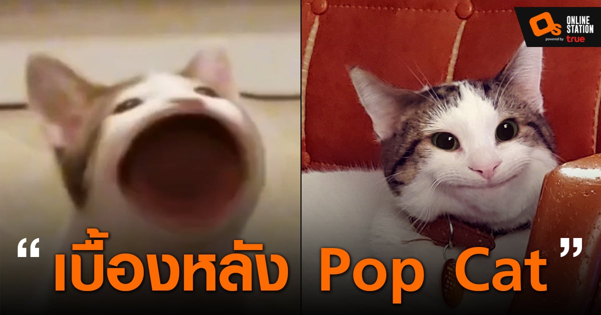 Pop Cat จากมีมสู่การชิงชัยระดับโลก เบื้องหลังมีมนี้คืออะไร?